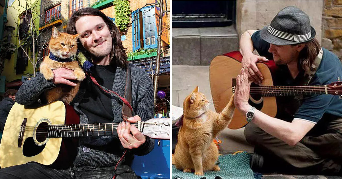 Street Cat Named Bob Passed Away At The Age Of 14 - Pet Lovers