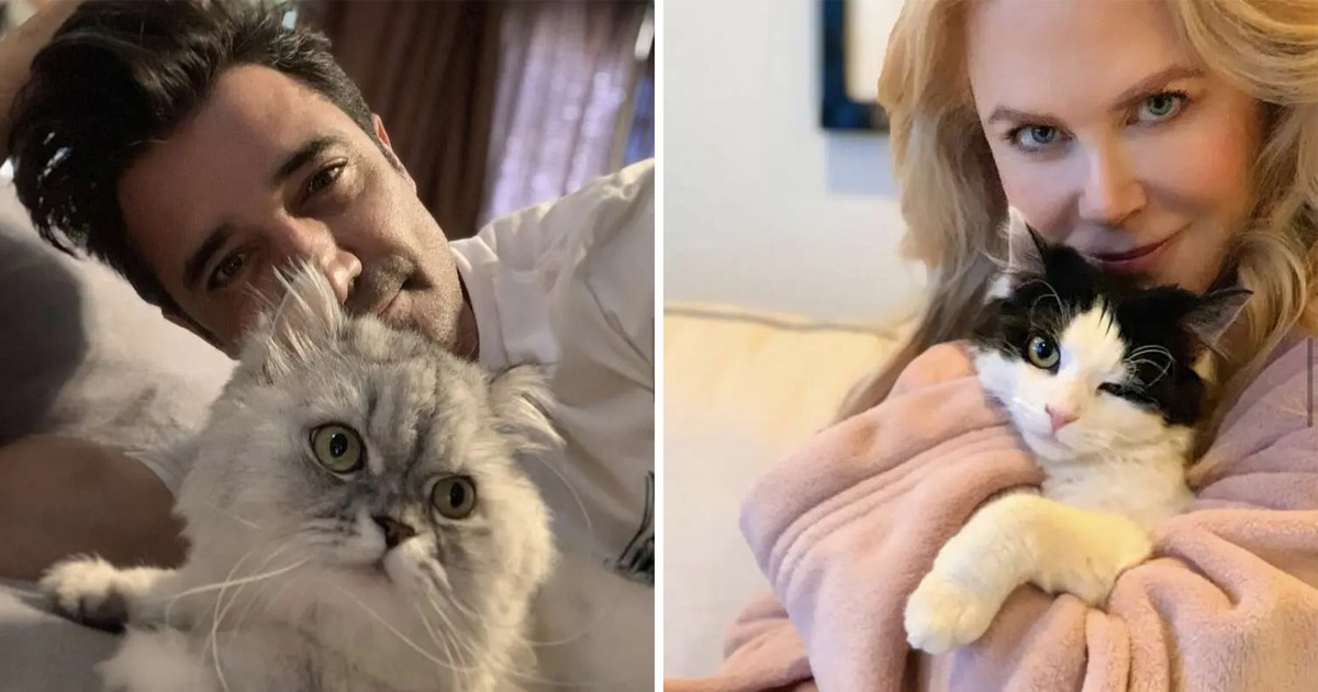 30 Celebs Who Are Major Cat Lovers - Pet Lovers