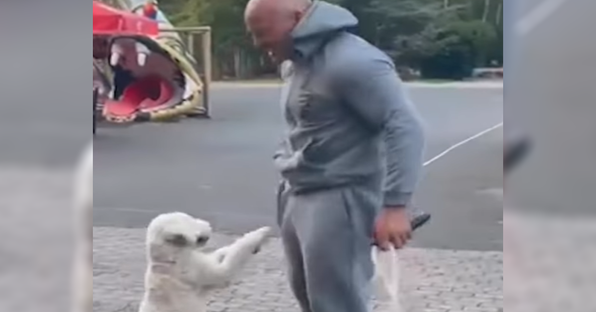 A dog achieves a world record by jumping rope on its hind legs. - Pet ...