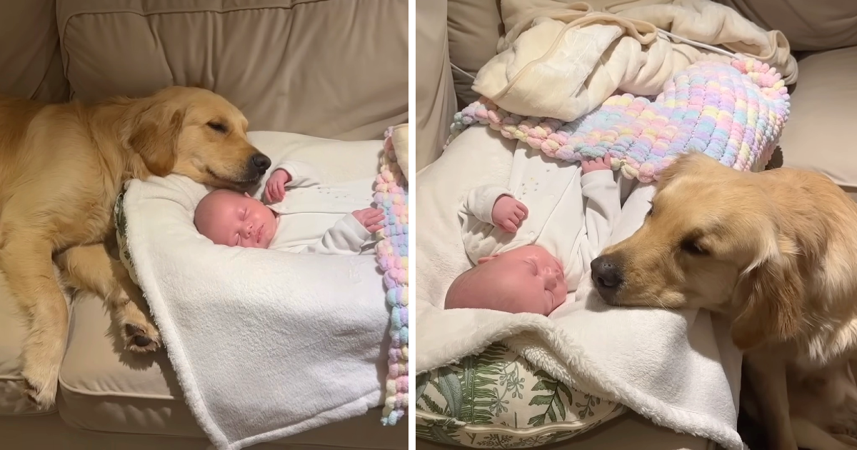 A golden retriever forms an unbreakable bond with a newborn baby and ...