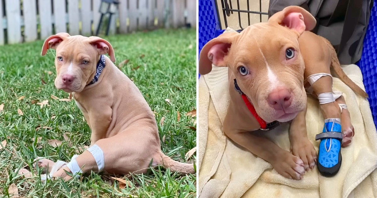 A Remarkable Transformation: Abandoned Disabled Dog Finds Hope and ...