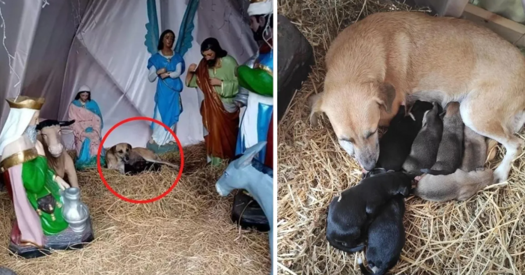 A stray dog seeks shelter in a Christmas nativity scene, choosing it as ...