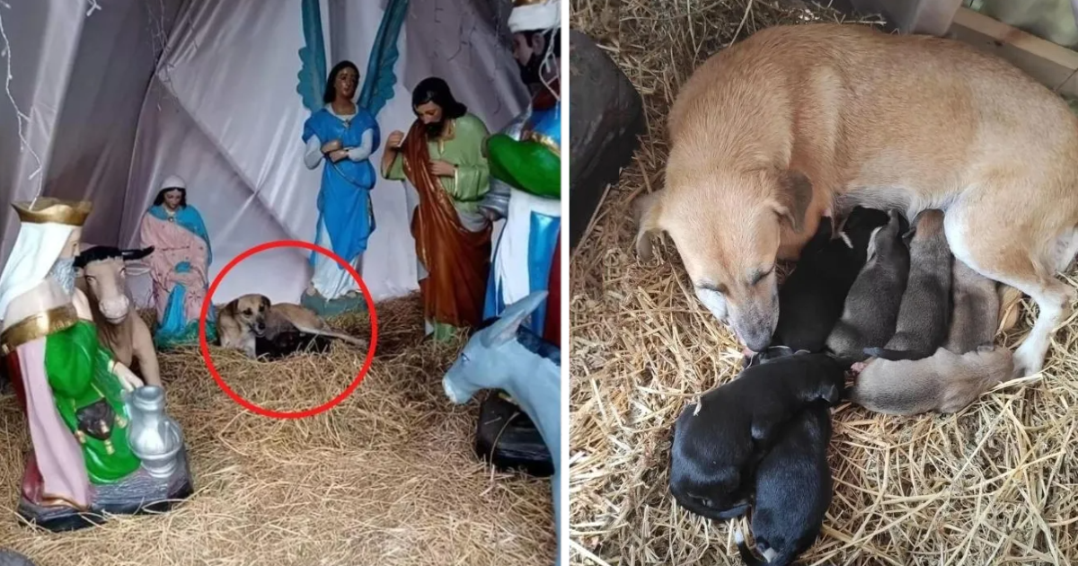 A stray dog seeks shelter in a Christmas nativity scene, choosing it as ...