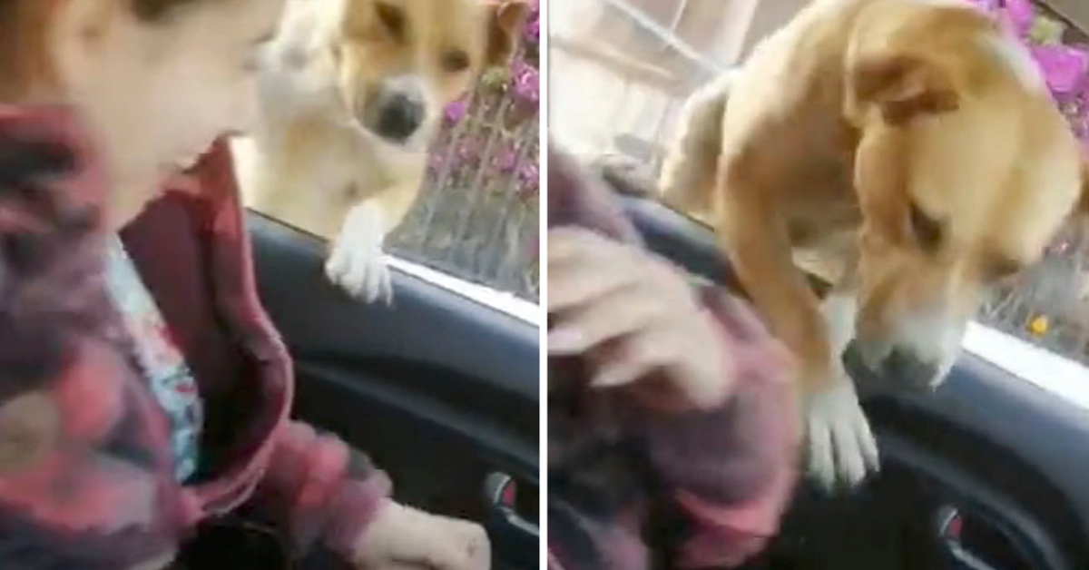 A stray dog’s affection for a compassionate couple is evident as it ...