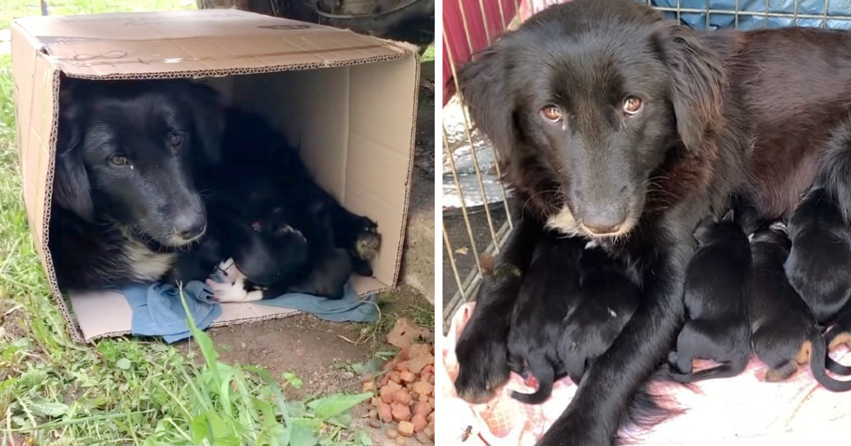 A stray mother dog finds solace in a box, curling up with her puppies ...