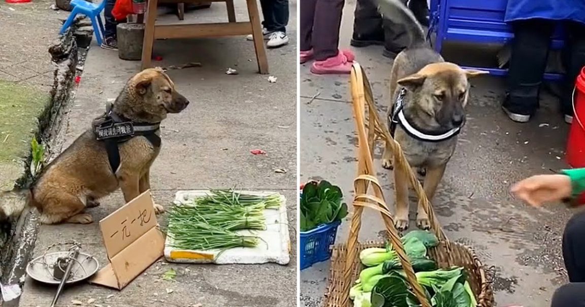 A touching story unfolds as a market dog sells vegetables to support ...
