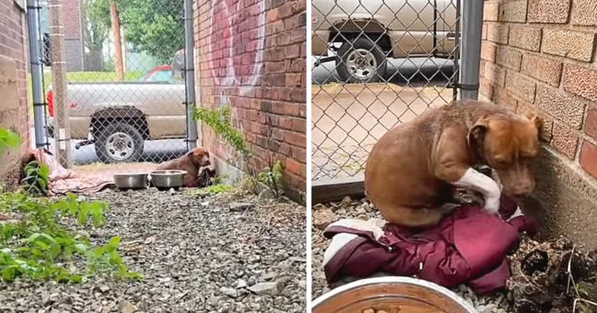 A trembling stray dog is discovered cowering between buildings, but is ...