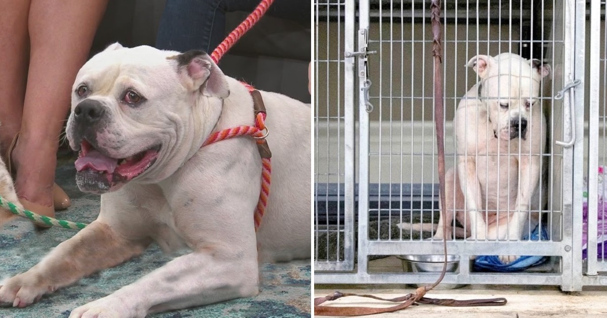 After being abandoned by his family, the dog’s heart aches deeply ...