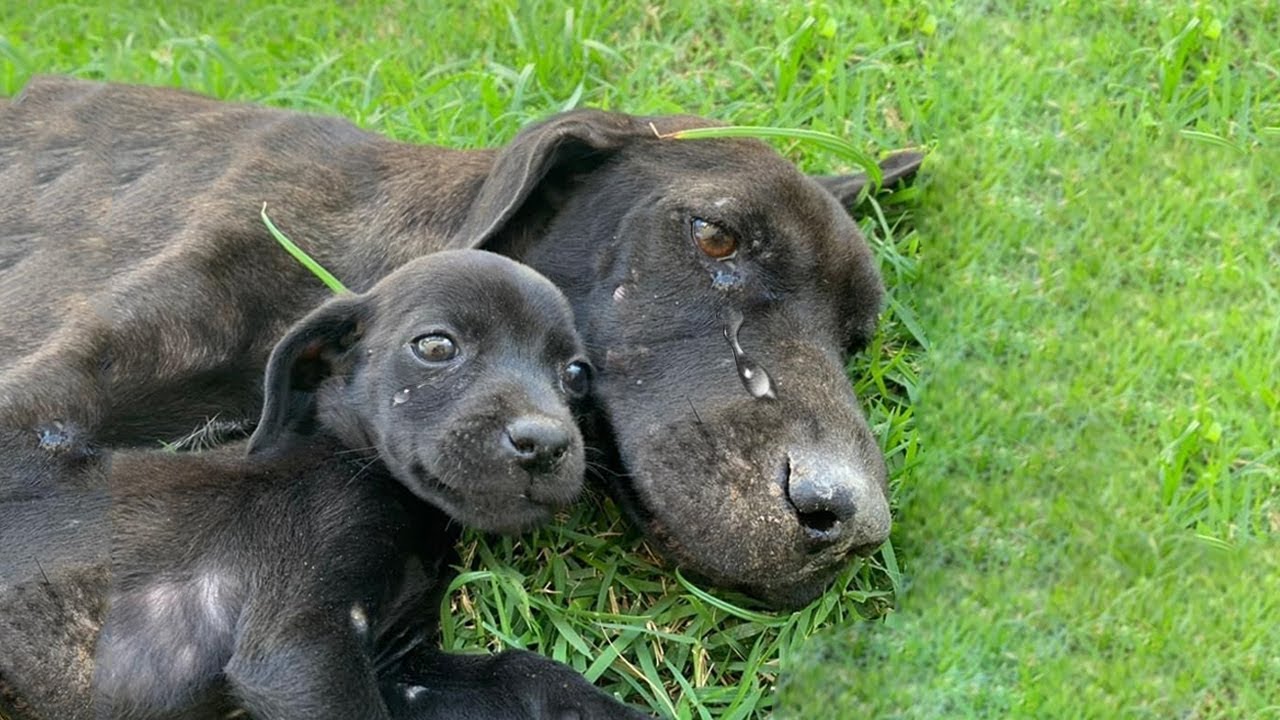Angels rescue exhausted puppies and their weak mother dog, offering ...