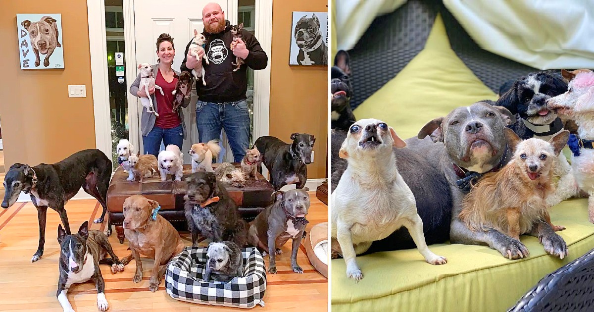 Compassionate Couple Saves Unwanted Senior Dogs, Creating a Loving ...
