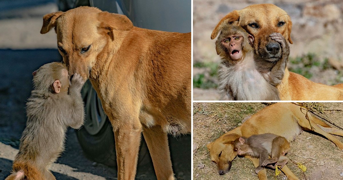 Compassionate Dog Becomes Surrogate Parent to Orphaned Monkey Following ...