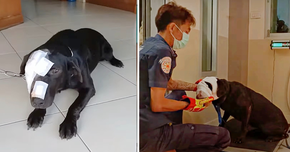 Courageous dog, treated cruelly, takes a brave step back into the ...