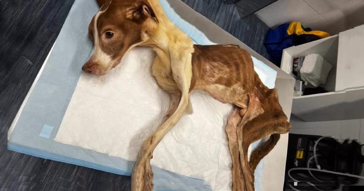 Emaciated dog left in critical condition resembles a skeletal figure ...