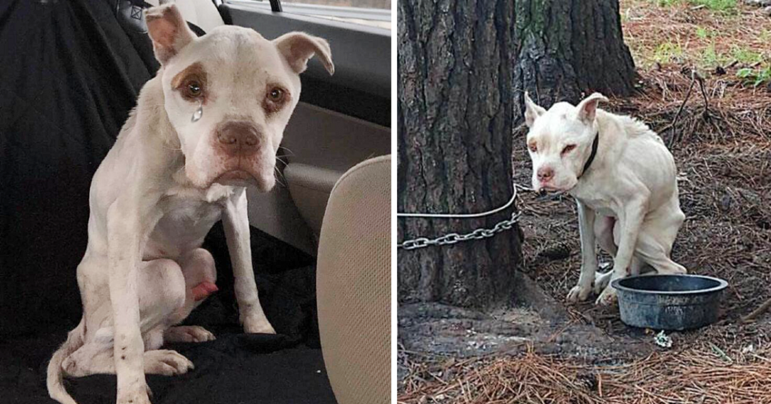 For four long years, a dog endured being chained to a tree, suffering ...