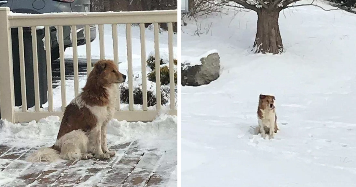 In a heartbreaking scene, a dog chases after its owner who heartlessly ...