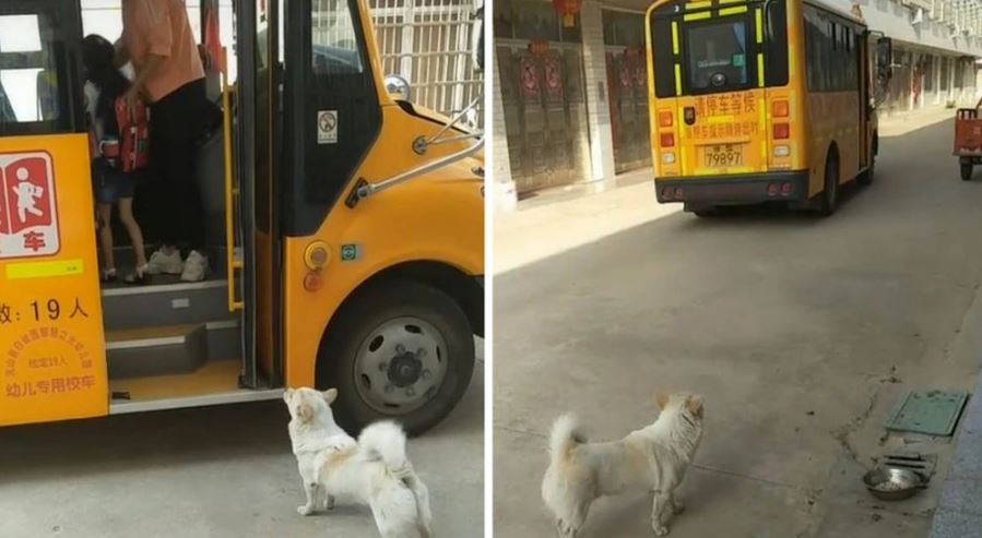 Loyal dog waits with little girl at bus stop every day to ensure her ...