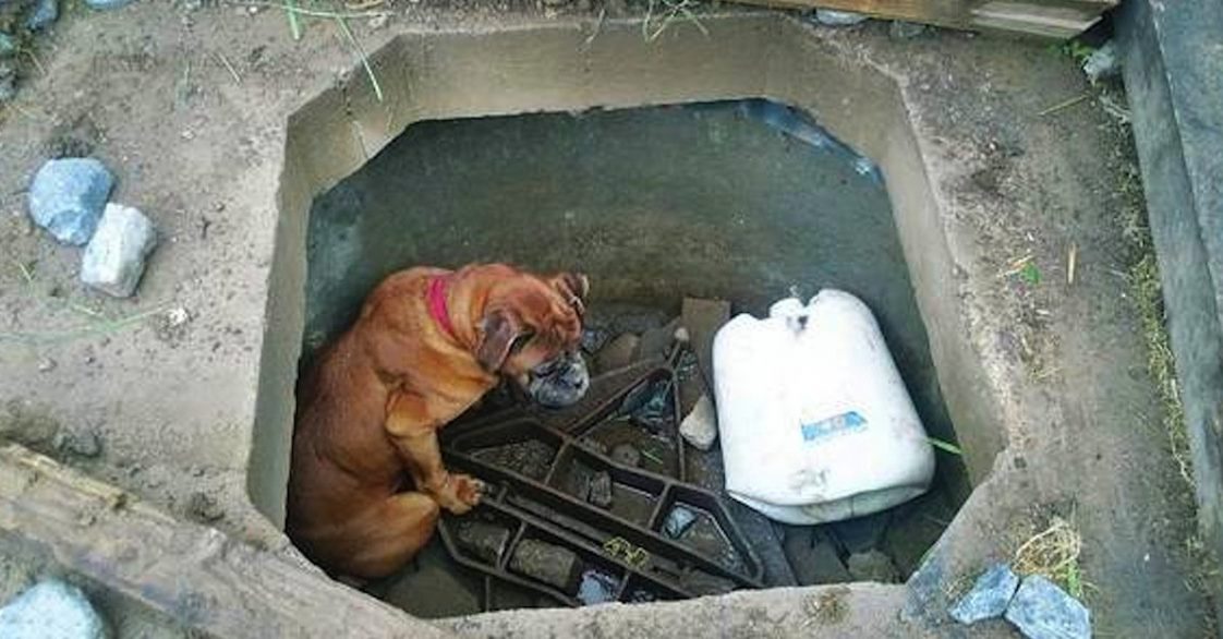 Luckily, a 6-year-old girl discovered Boxer dog stuck in a cement pit ...