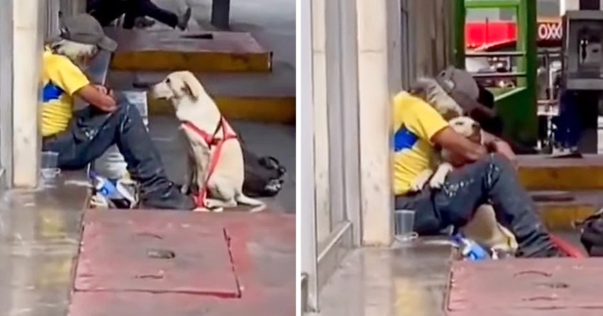 Puppy Approaches Homeless Man and Offers a Heartfelt Hug, Spreading ...