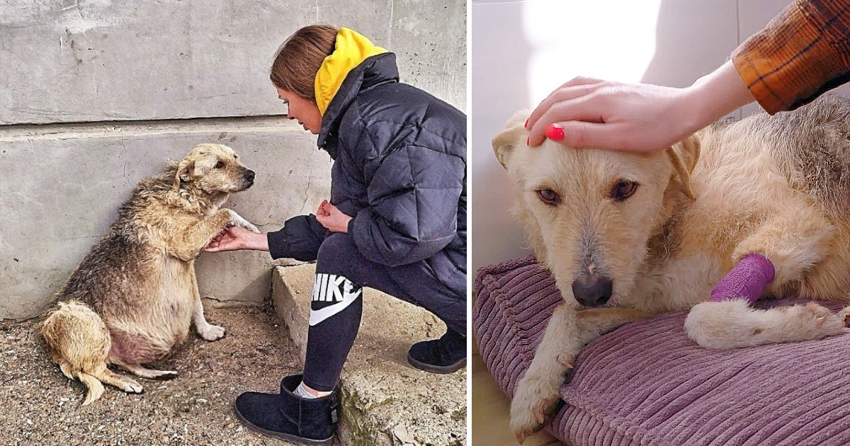 Sick Stray’s Heartbreaking Plea: A Paw Extended in Desperation, Begging ...
