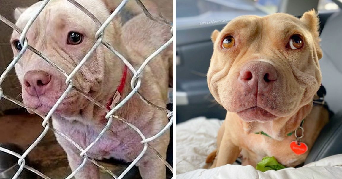 Stray dog rescued from mange can’t stop smiling, becomes known as the ...