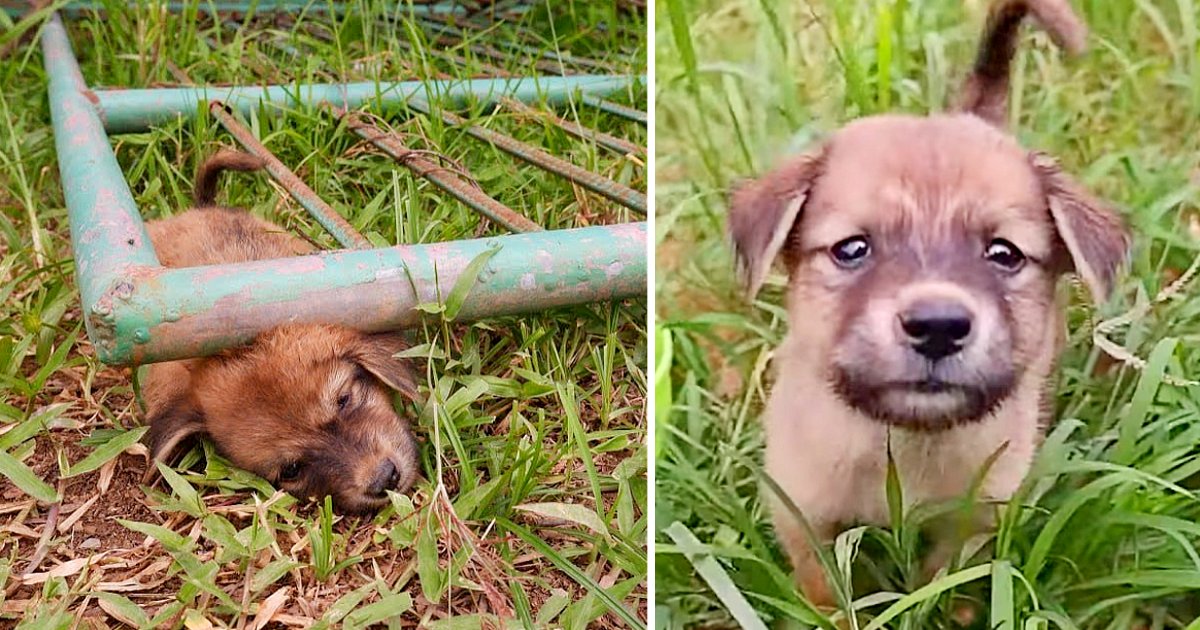 Stray dog trapped under gate cries in agony until passing out. - Pet Lovers
