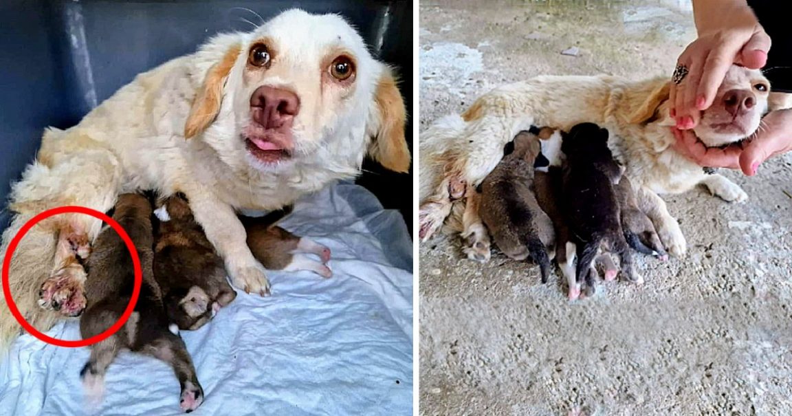Stray Mother Dog with Broken Legs Gives Birth on Cold Concrete ...