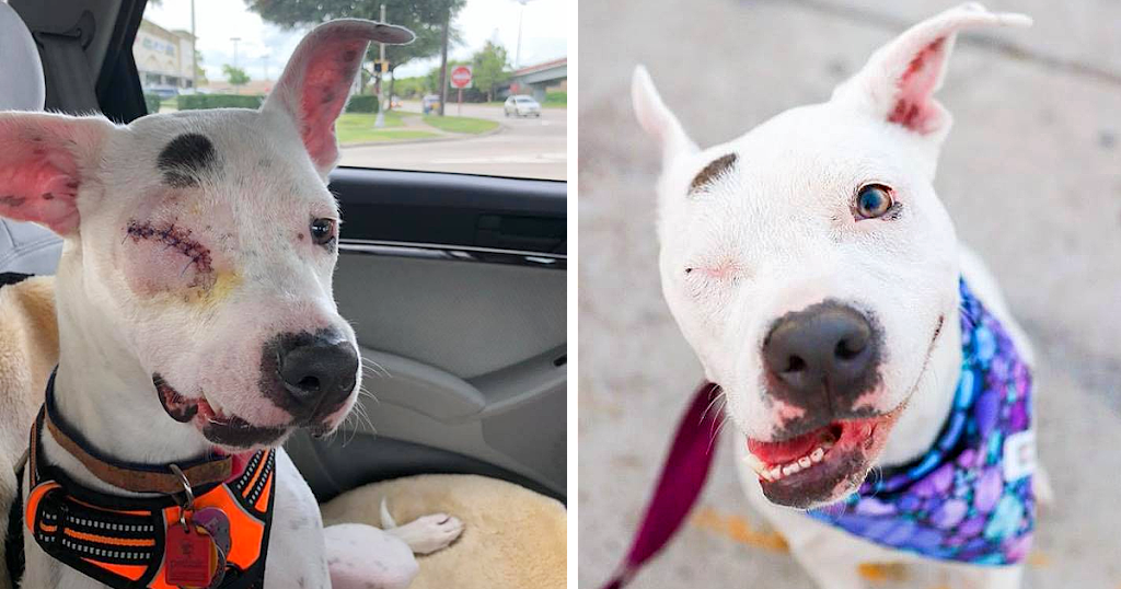 The Resilient One-Eyed Dog, Once Abused, Now Thrives in a Life of ...