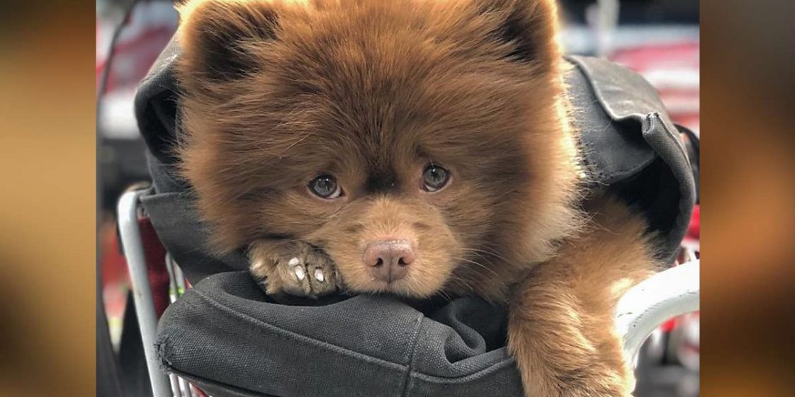 “Unsellable” dog abandoned by breeders becomes a popular Instagram ...