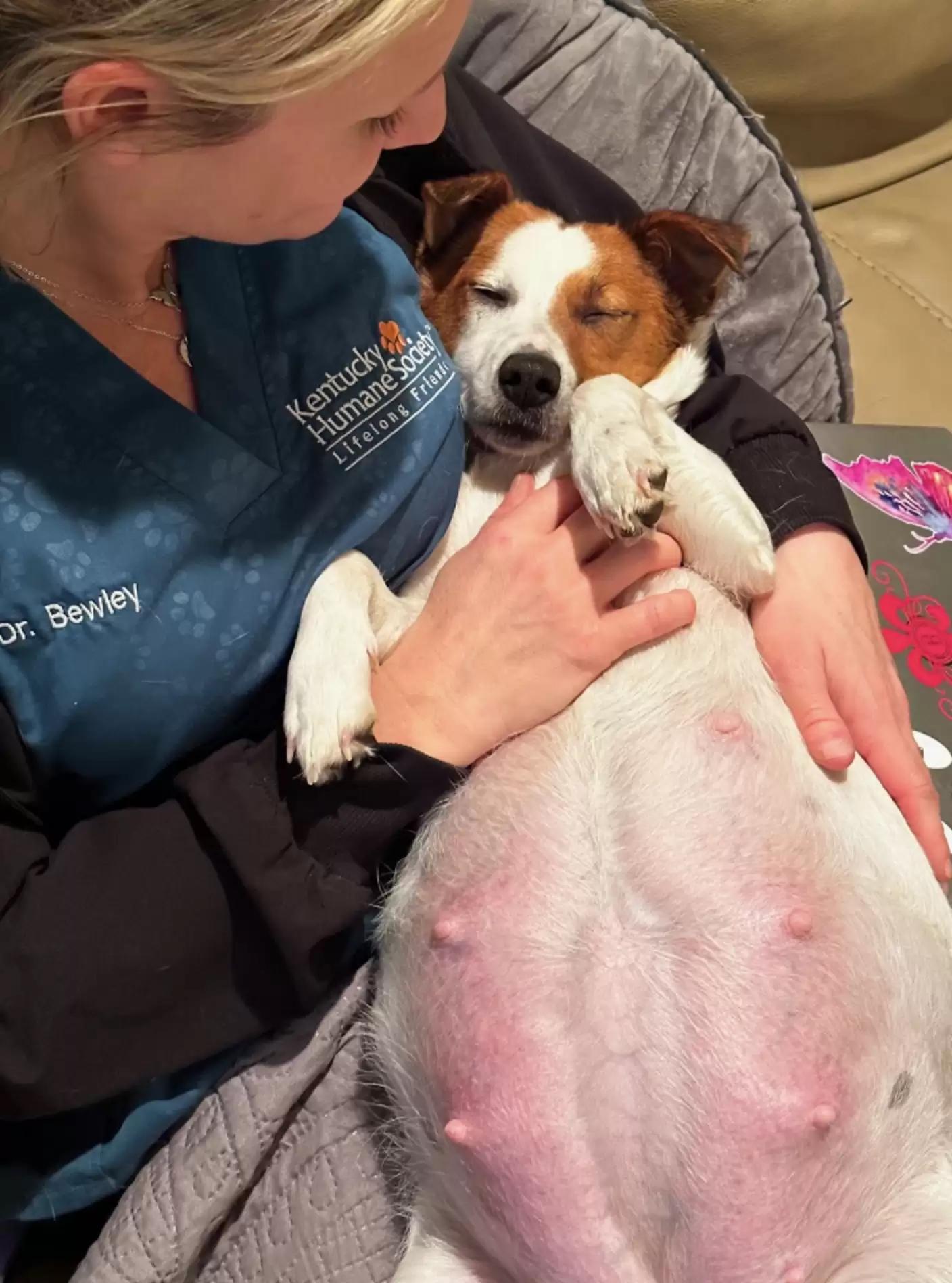 Veterinarians were thrilled when the little dog gave birth to so many ...