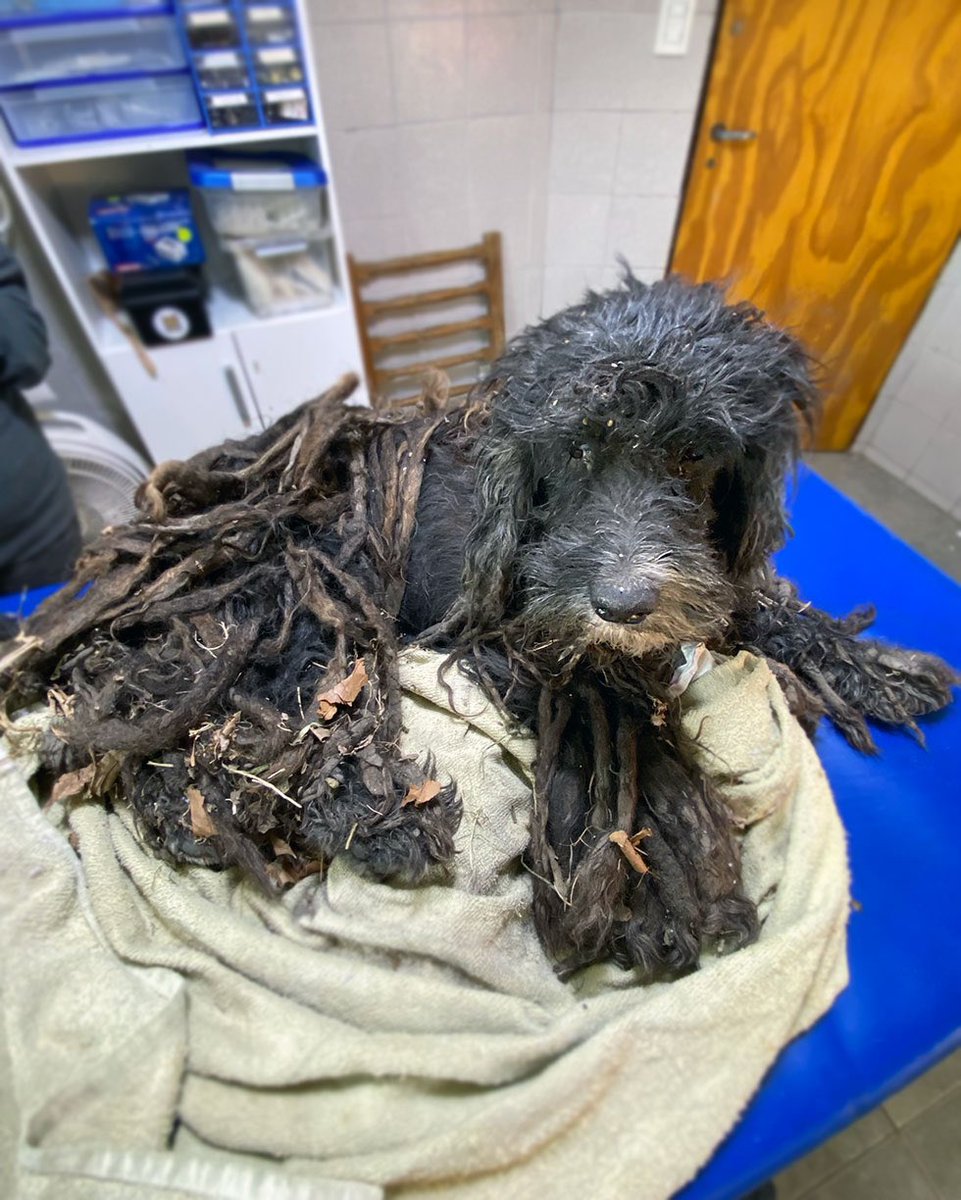 When the veterinary team discovered this dog, it was very weak and ...