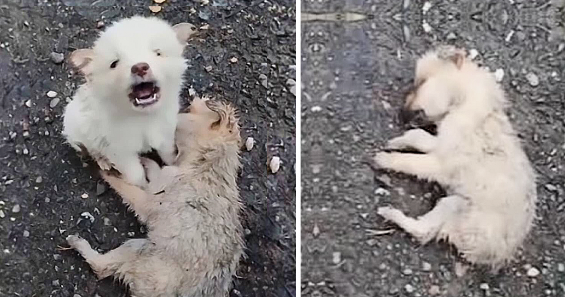 Whimpering and sobbing inconsolably, the dog refused to leave the side ...