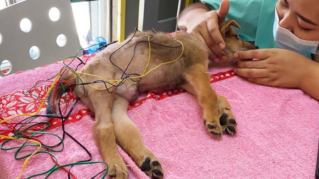 The little dog was brutally attacked by other dogs, leaving many ...