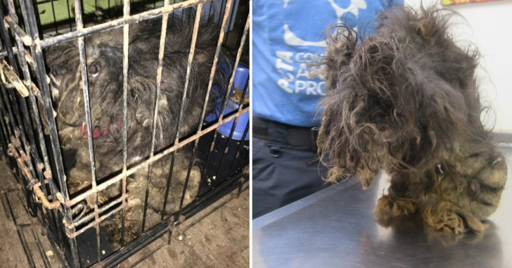After receiving much-needed treatment, a mistreated dog undergoes a ...