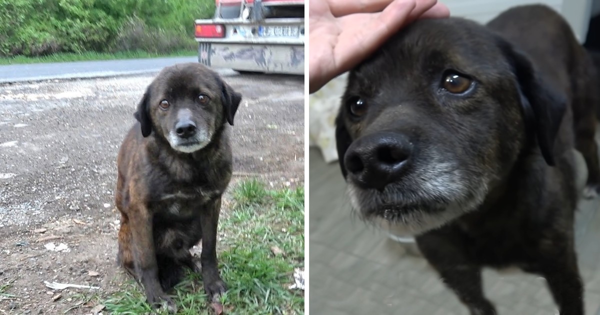 An old dog, previously abandoned and mistreated, was so unfamiliar with ...