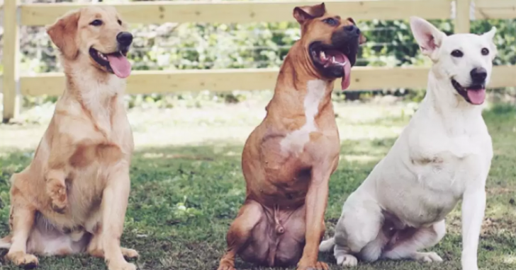 Meet the Couple Who Can’t Resist Adopting 3-Legged Dogs - Pet Lovers