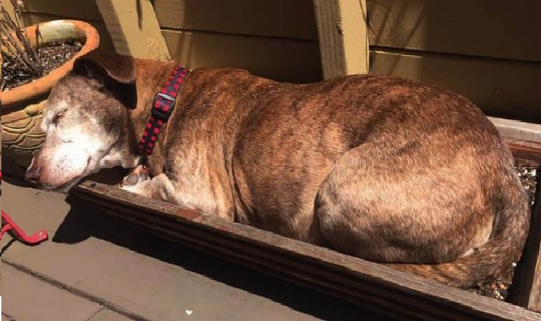 Deaf Senior Dog Finds a New Life After 11 Years on the Streets - Pet Lovers