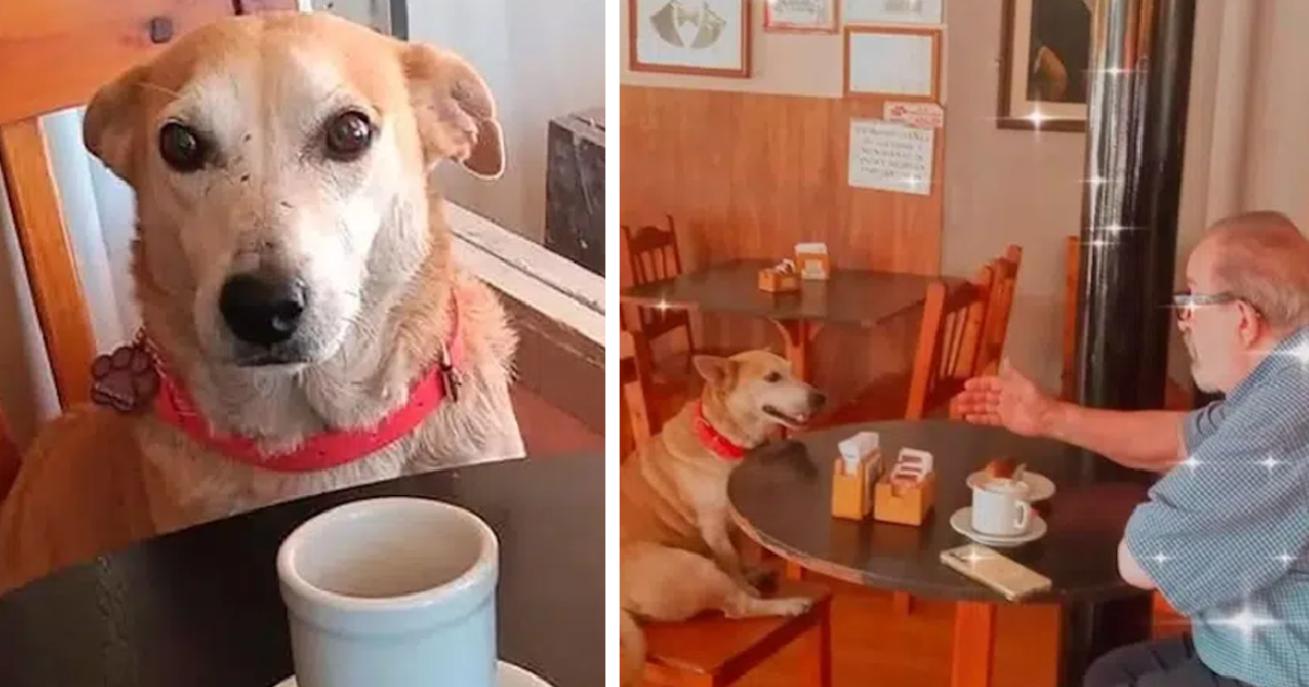 Dog Adopted by Coffee Shop Sits with Customers Every Day, Trying to ...