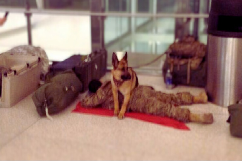 Military Dog Guards a Sleeping Soldier at the Airport! - Pet Lovers