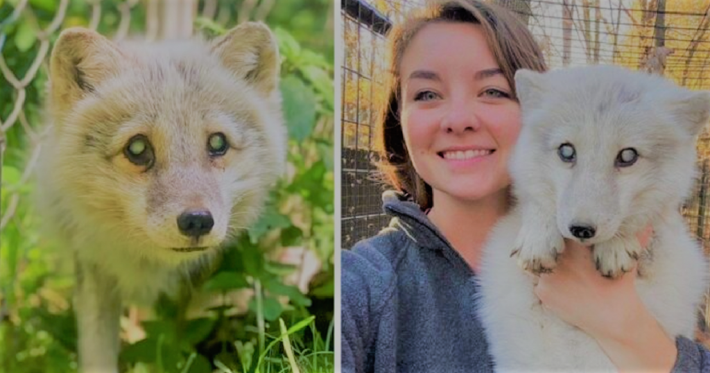 Woman rescues elderly and blind Arctic fox dumped in dog shelter - Pet ...